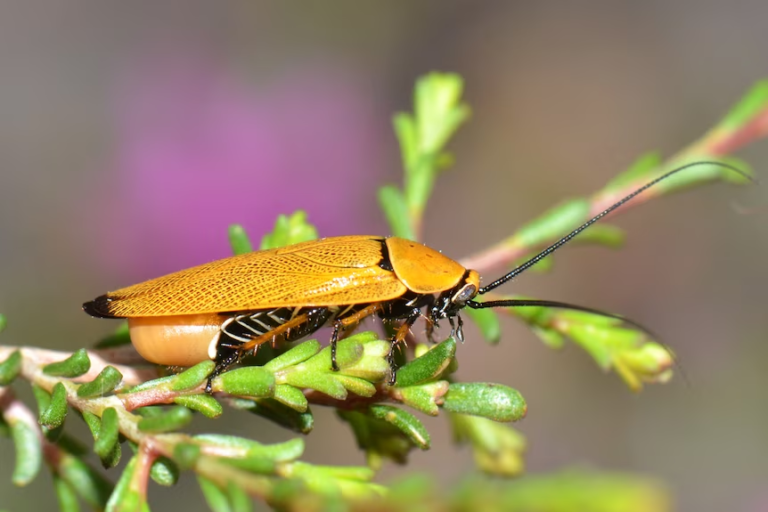 Unveiling the Vital Role of Cockroaches in Ecosystems