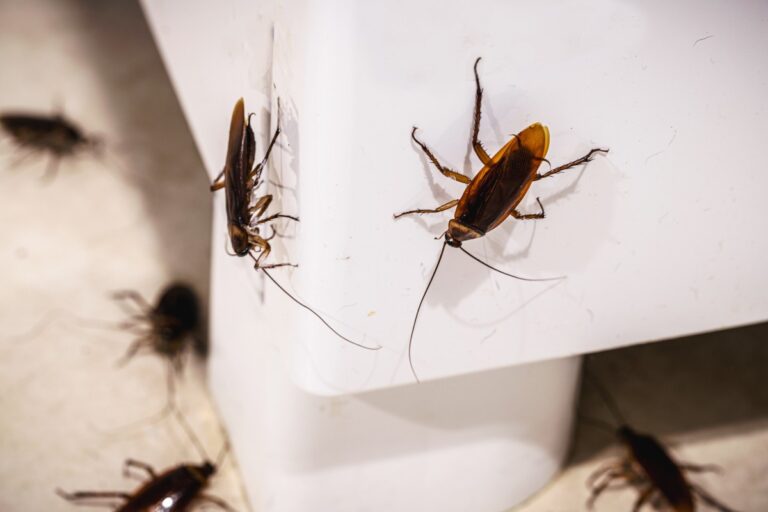 How Many Cockroaches Exist in the World? Facts and Insights