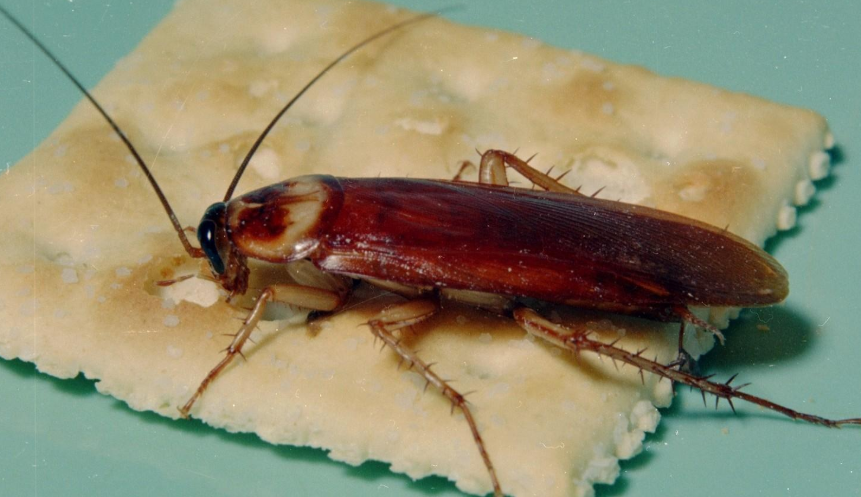 Most Common Food Cockroaches Eat - Safe Pest Sol