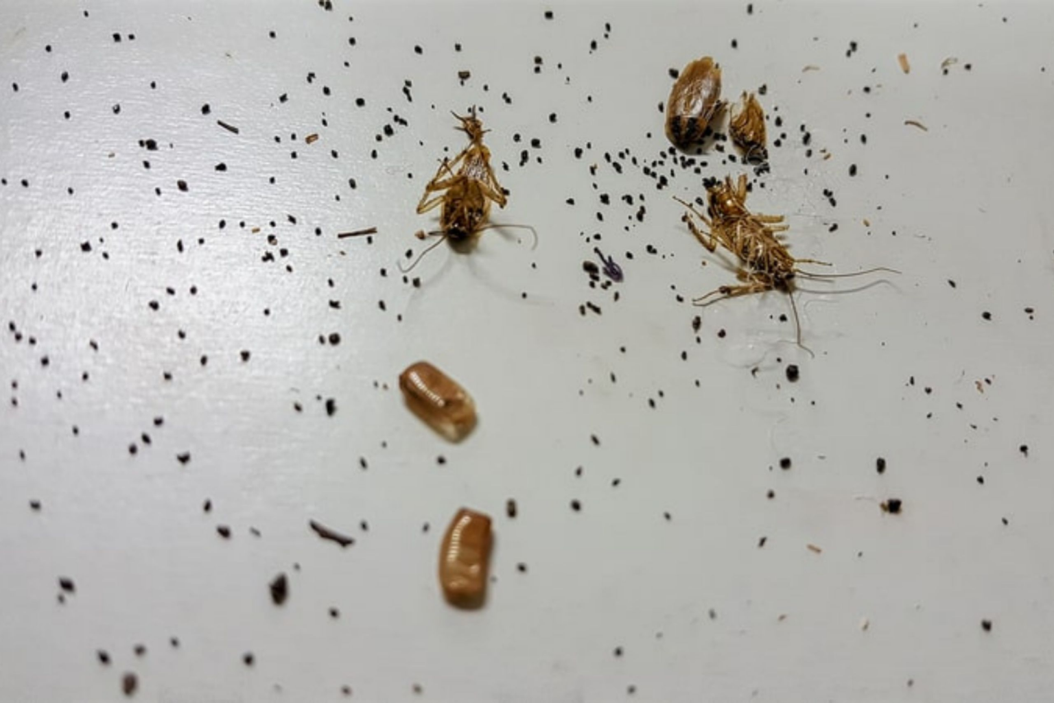 Easy Guide To Identify and Clean Cockroach and Mouse Droppings