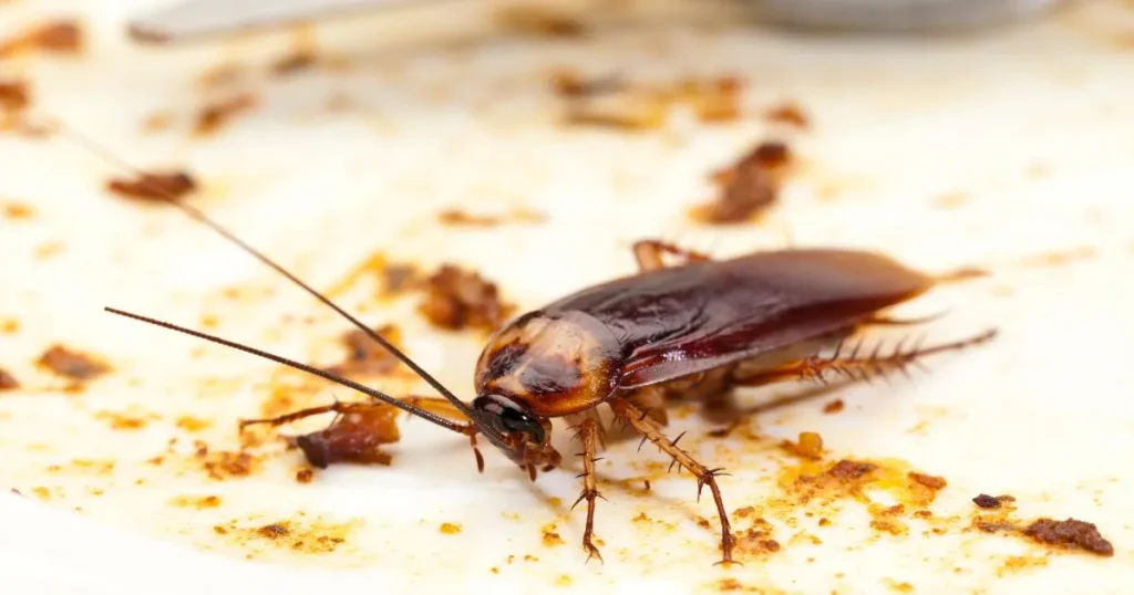 Reasons Why Cockroaches Get in The Dishwasher