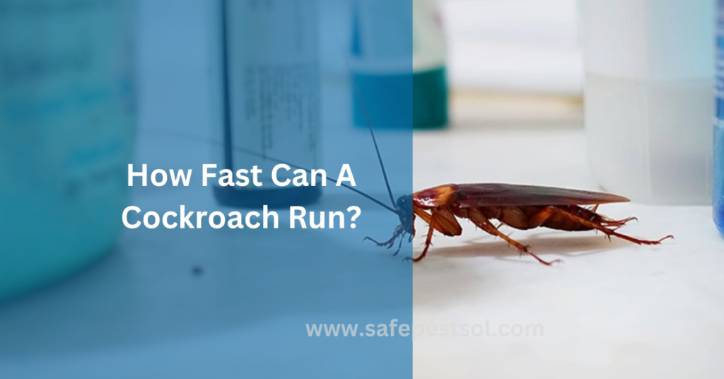 How Fast Can A Cockroach Run? - Safe Pest Sol