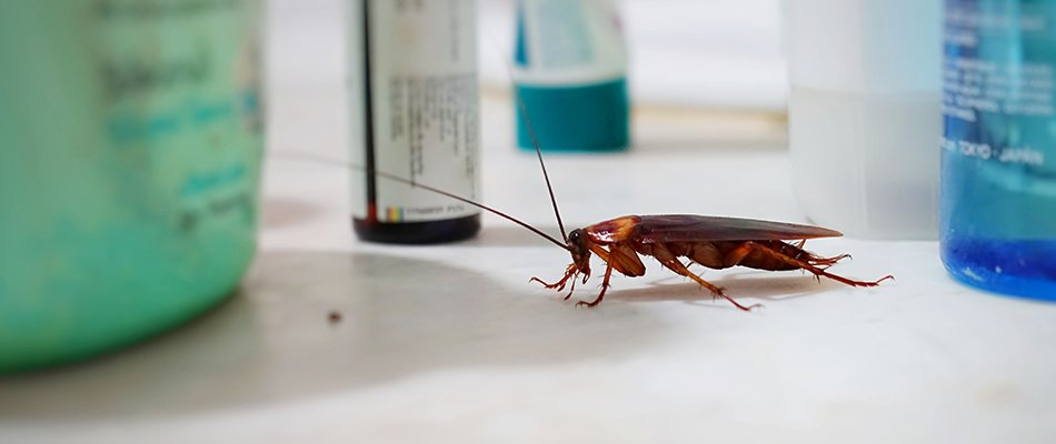 How Fast Can A Cockroach Run? - Safe Pest Sol