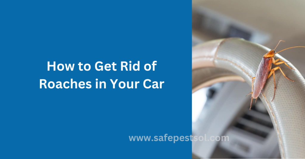 How to Get Rid of Roaches in Car