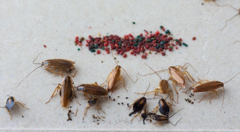 7 Ways to Get Rid of Small Roaches in Your Kitchen