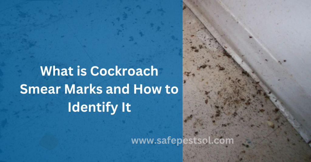 How Cockroach Smear Marks Looks Like and How to Find Them