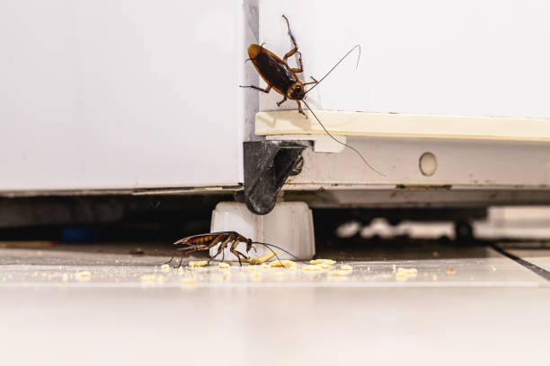 How to Get Rid of German Roaches: 3 Hacks No One Will Tell You
