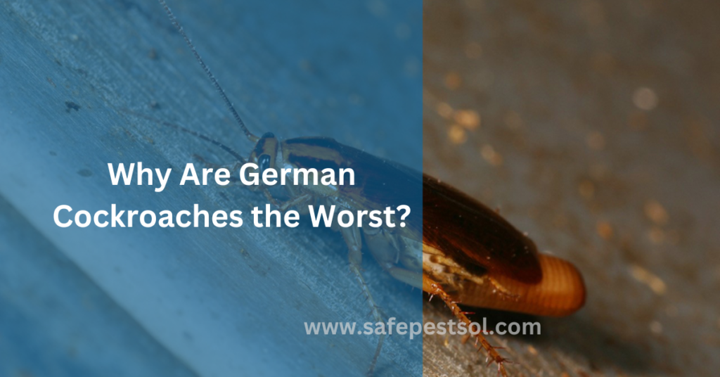 Reasons Why German Cockroaches Are the Worst
