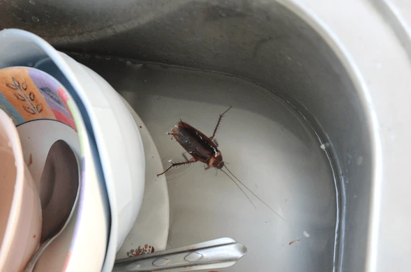 Reasons Why Cockroaches Get in The Dishwasher