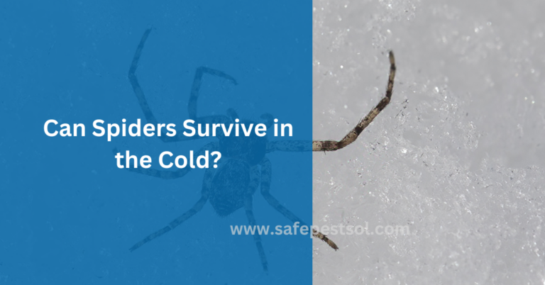 Interesting Facts About Spiders Survival Skills In Cold