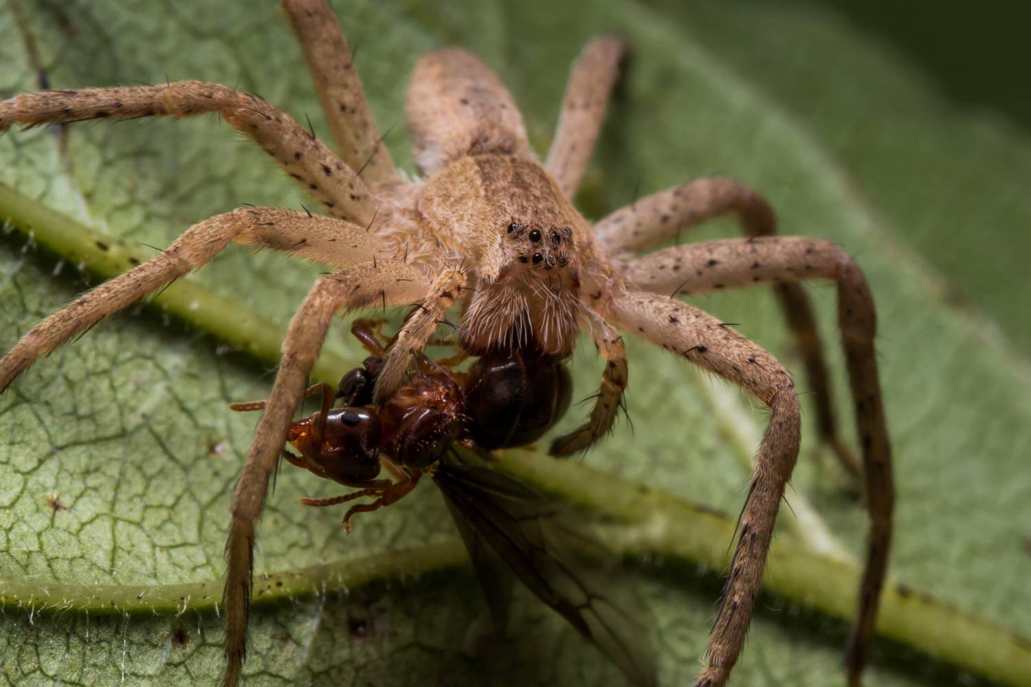 Do Spiders Like to Eat Ants?