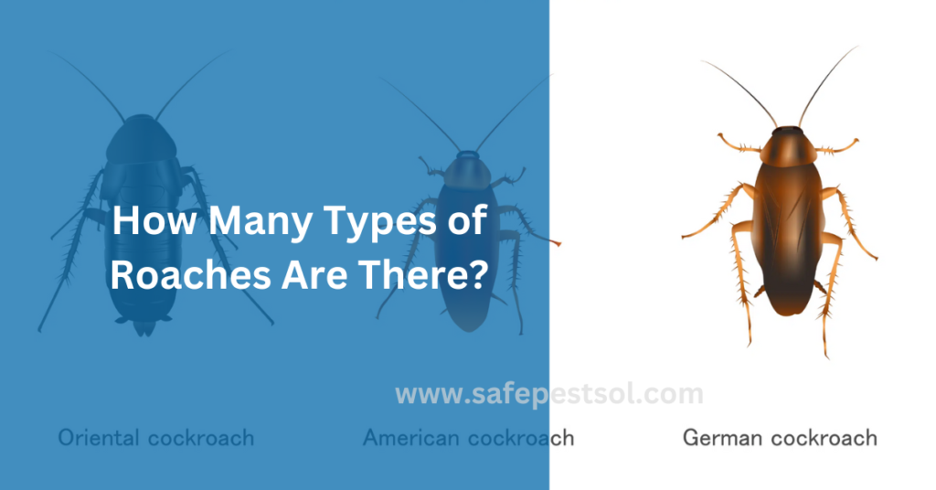 Types of Roaches and Ways to Eliminate Them