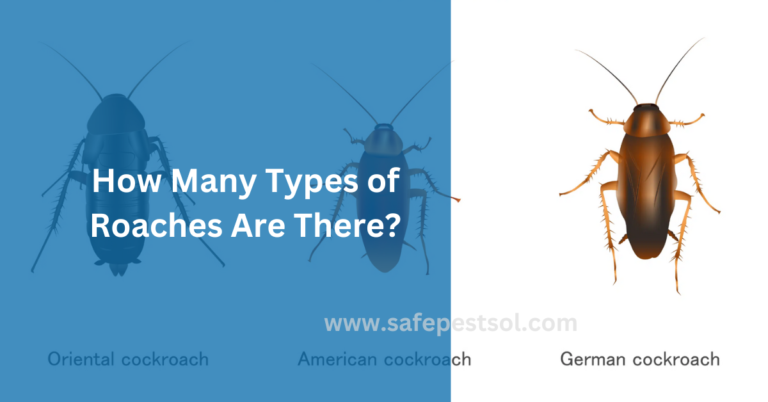Types of Roaches and Ways to Eliminate Them