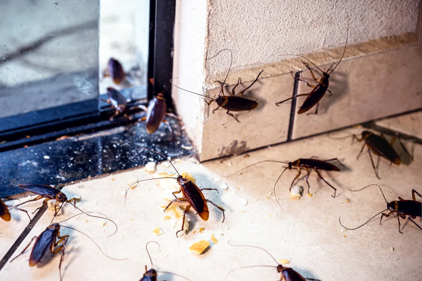 Effective Ways to Deal with Roaches in Walls