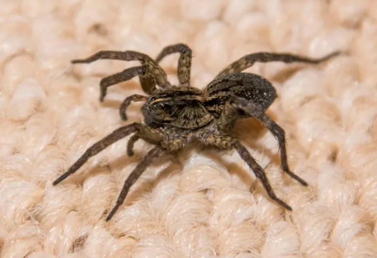 All About Creepy Wolf Spiders in Washington