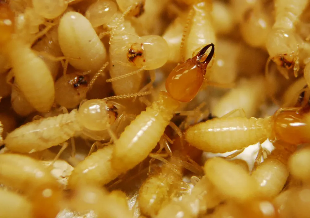 7 Bugs Similar to Termites