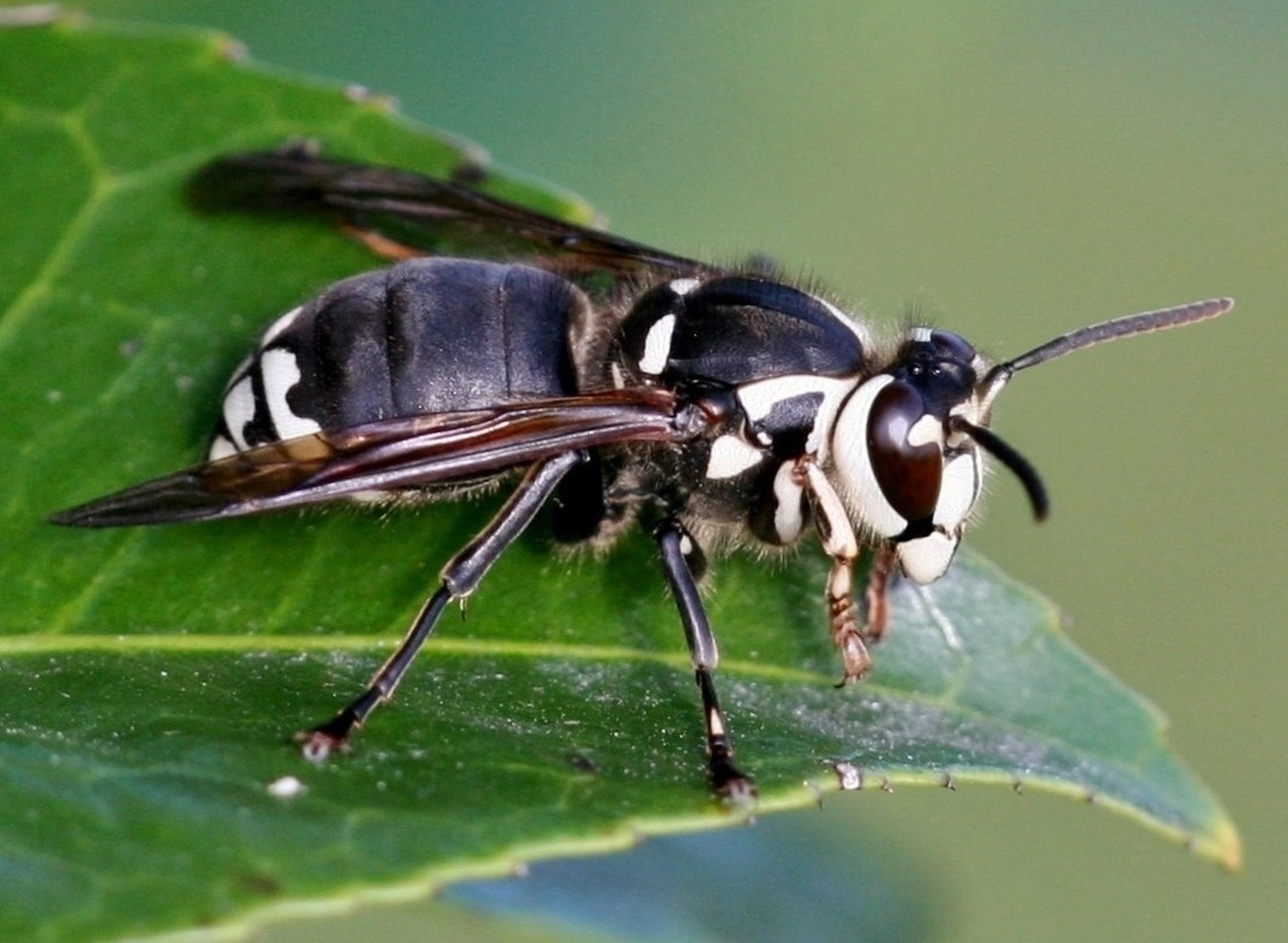 Reasons Why Black and White Wasps Are Dangerous