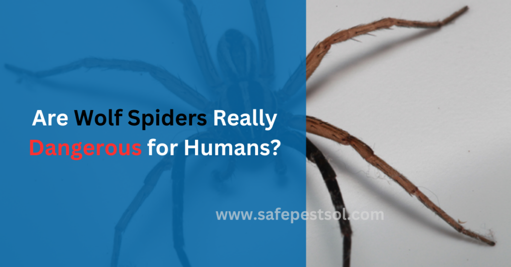 Are Wolf Spiders Really Dangerous for Humans?