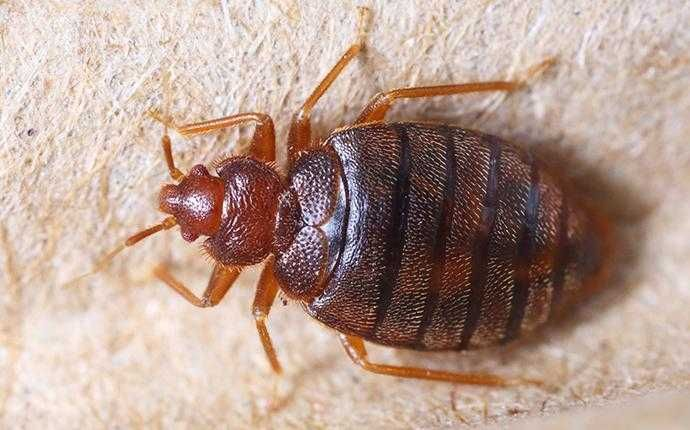 How to Identify Different Types of Little Red Bugs