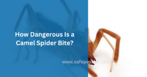How Dangerous Can a Camel Spider Bite Be?