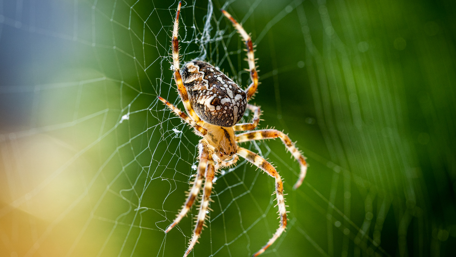 How to Get Rid of Spider Webs Outside Naturally