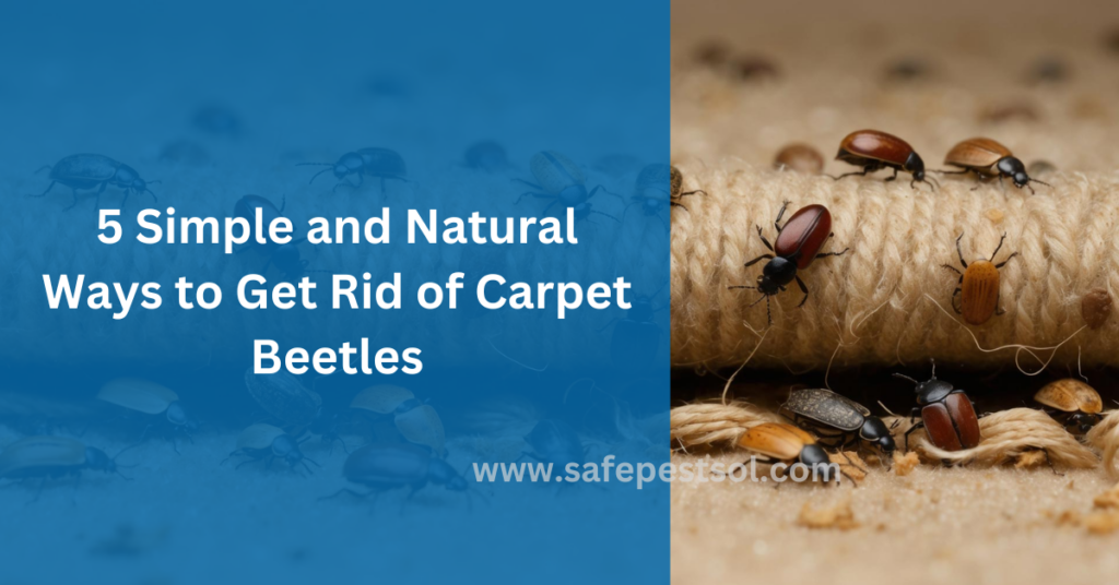 5 Simple and Natural Ways to Get Rid of Carpet Beetles