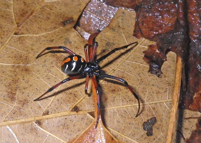 Physical Characteristics of Male Black Widows