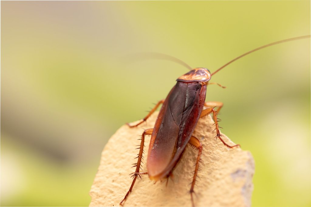 Similarities and Differences of Palmetto Bugs vs Cockroaches