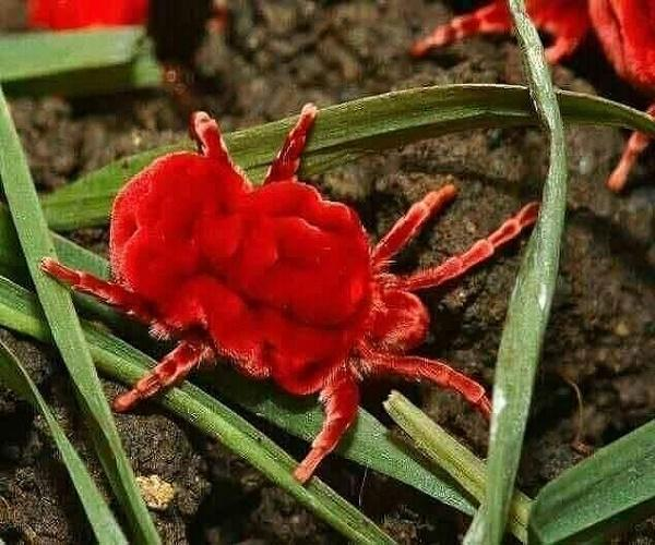 How to Identify Different Types of Little Red Bugs