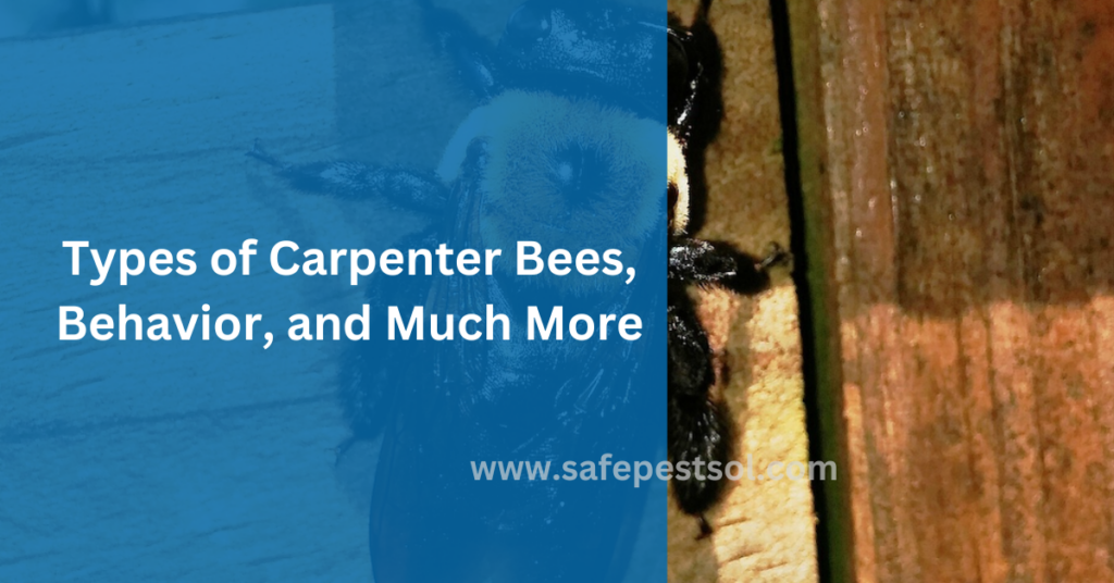 Types of Carpenter Bees, Behavior, and Much More