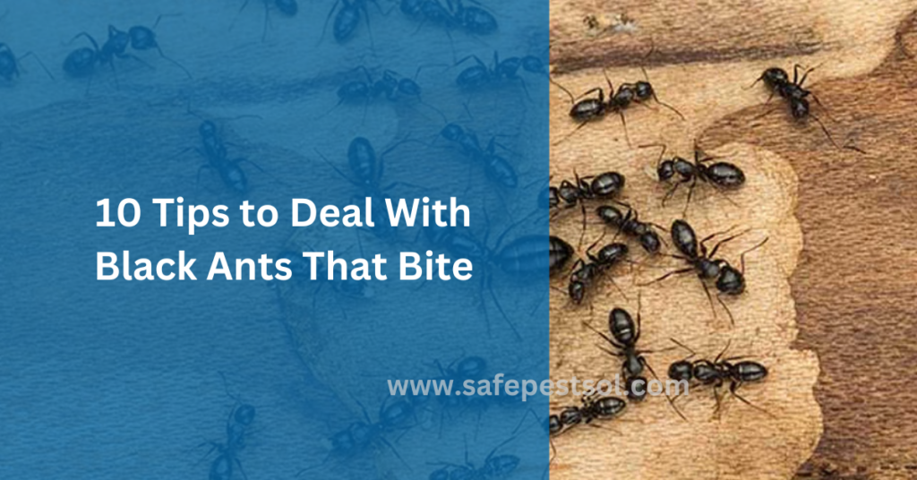 How to Deal With Black Ants That Bite - Safe Pest Sol