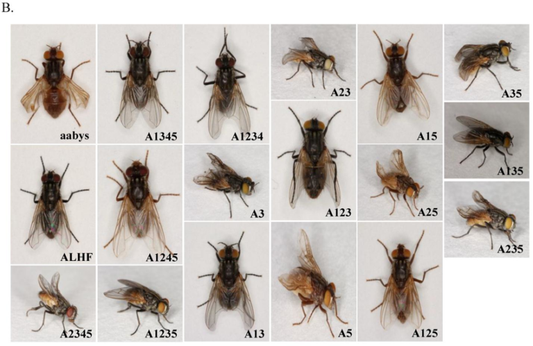 10 Most Common Indoor Flies