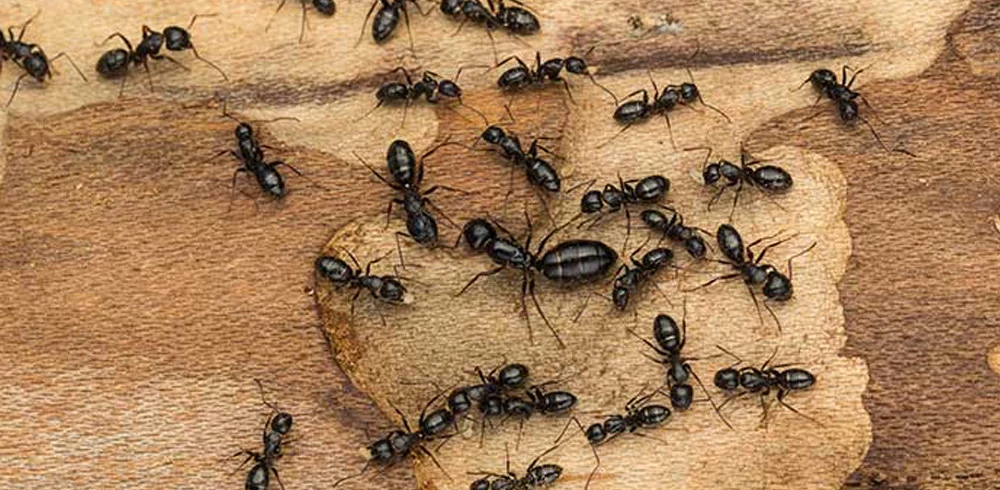 How to Deal With Black Ants That Bite - Safe Pest Sol