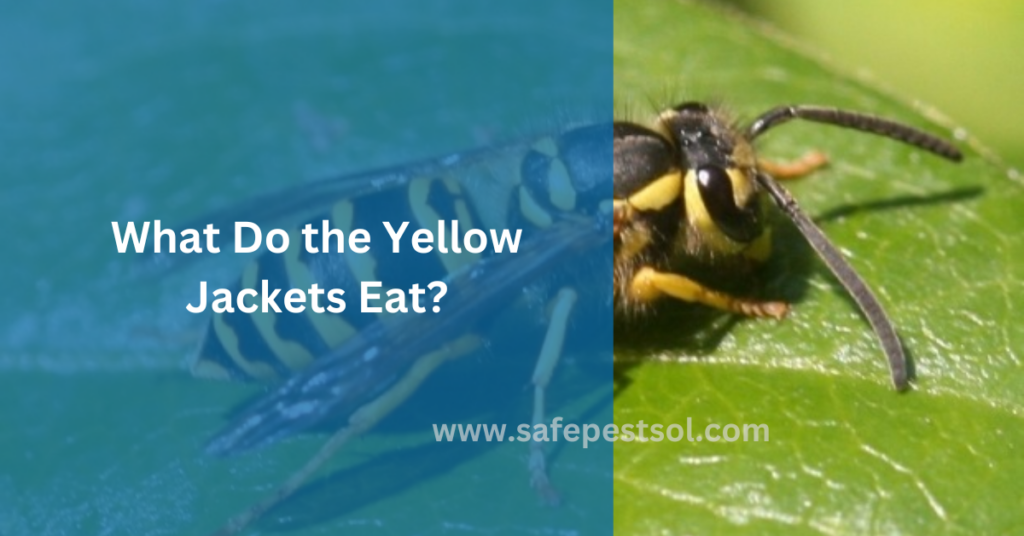 What Do Yellow Jackets Eat: Detailed Explanation