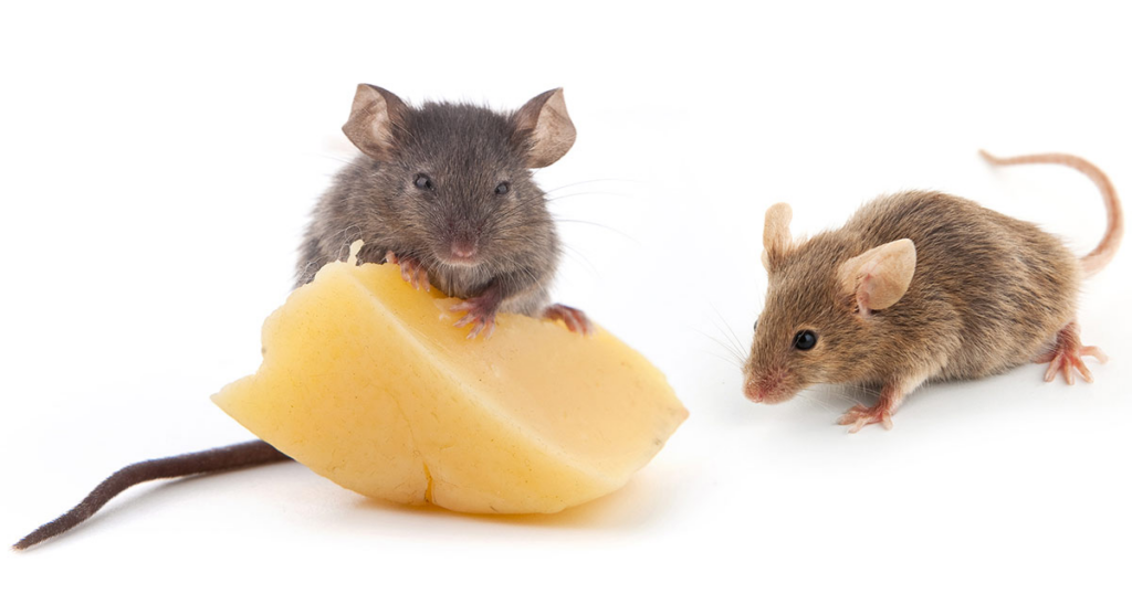 List of Foods To Eliminate Mice Instantly
