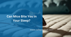 Can Mice Bite You in Your Sleep?