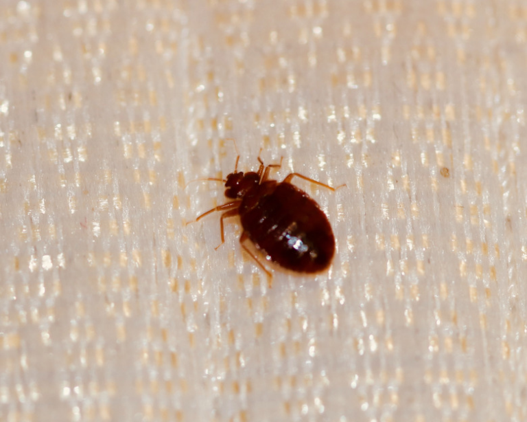 Bed Bugs on Walls - Explaining Climbing Capabilities