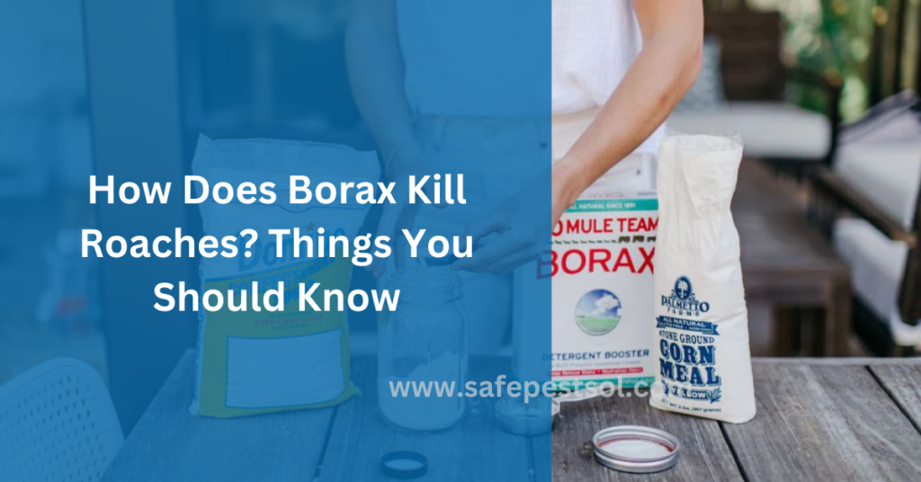 How Does Borax Kill Roaches? Things You Should Know - Safe Pest Sol