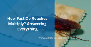 How Rapidly Roaches Multiply?