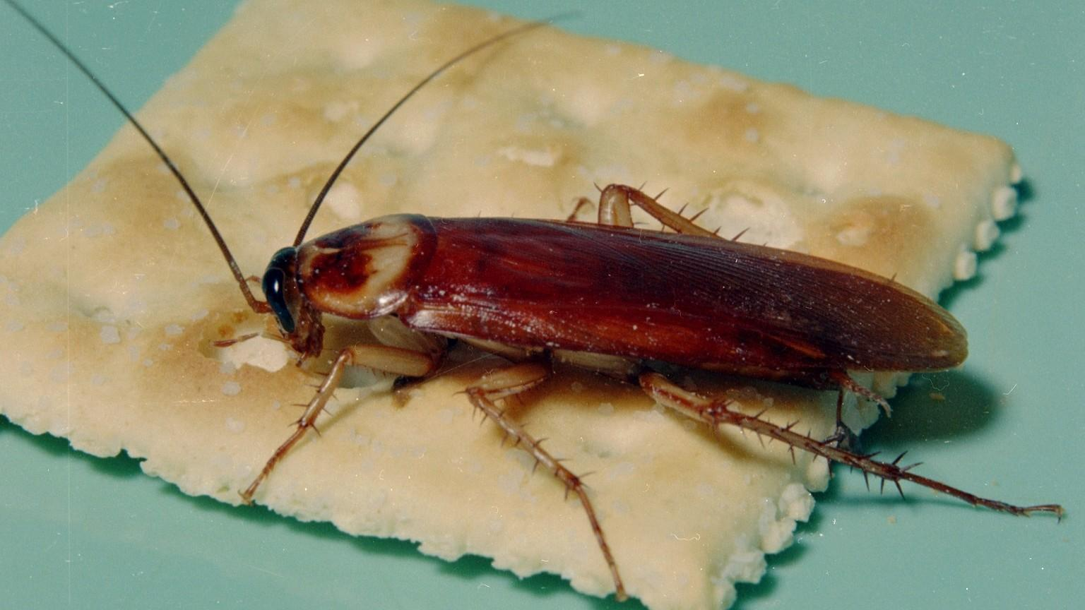 How Rapidly Roaches Multiply?