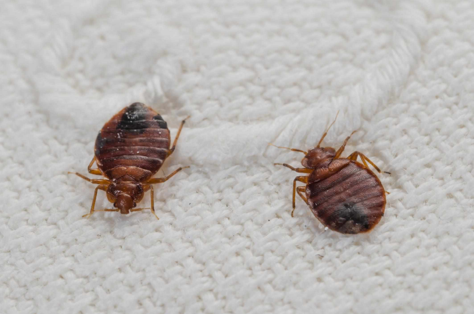 Ways to Get Bugs Out of Clothes
