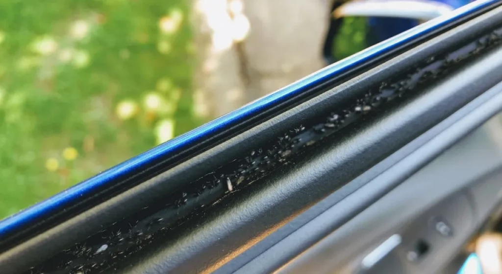 6 Ways to Get Rid of Ants in Your Car - Safe Pest Sol