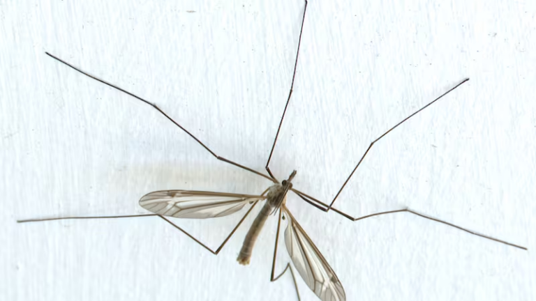 7 Easy Steps to Deal with Crane Flies - Safe Pest Sol