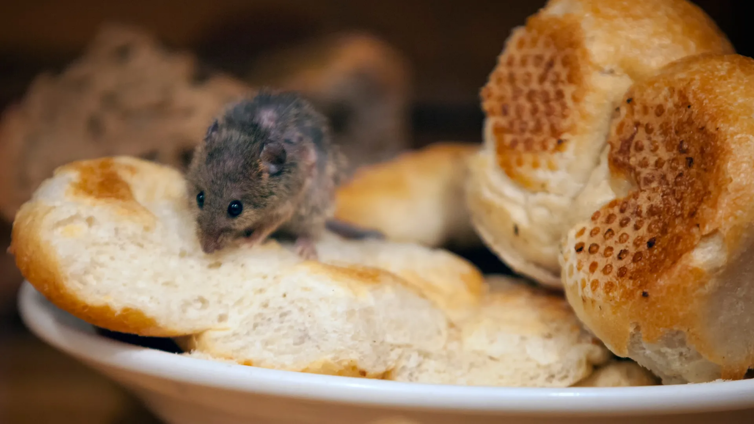 List of Food That Attracts Rats in Home