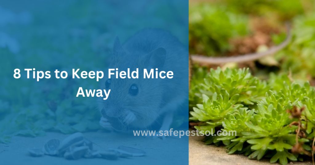8 Tips to Keep Field Mice Away - Safe Pest Sol