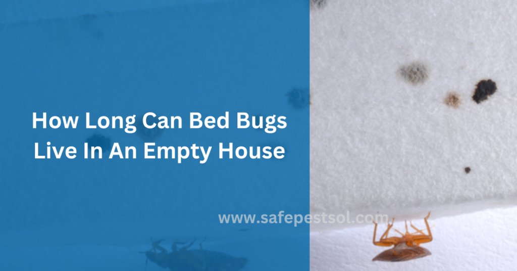 How Long Bed Bugs Survive in an Empty House?