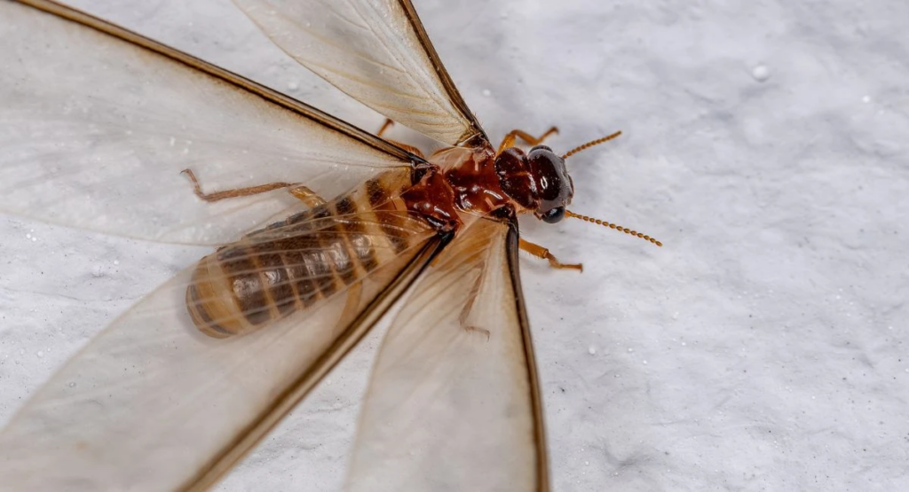 How to Get Rid of Flying Termites? These 5 Tips Will Help You