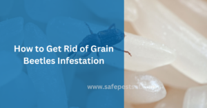 How to Get Rid of Grain Beetles - Safe Pest Sol