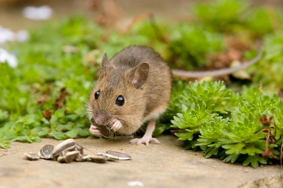 8 Tips to Keep Field Mice Away - Safe Pest Sol