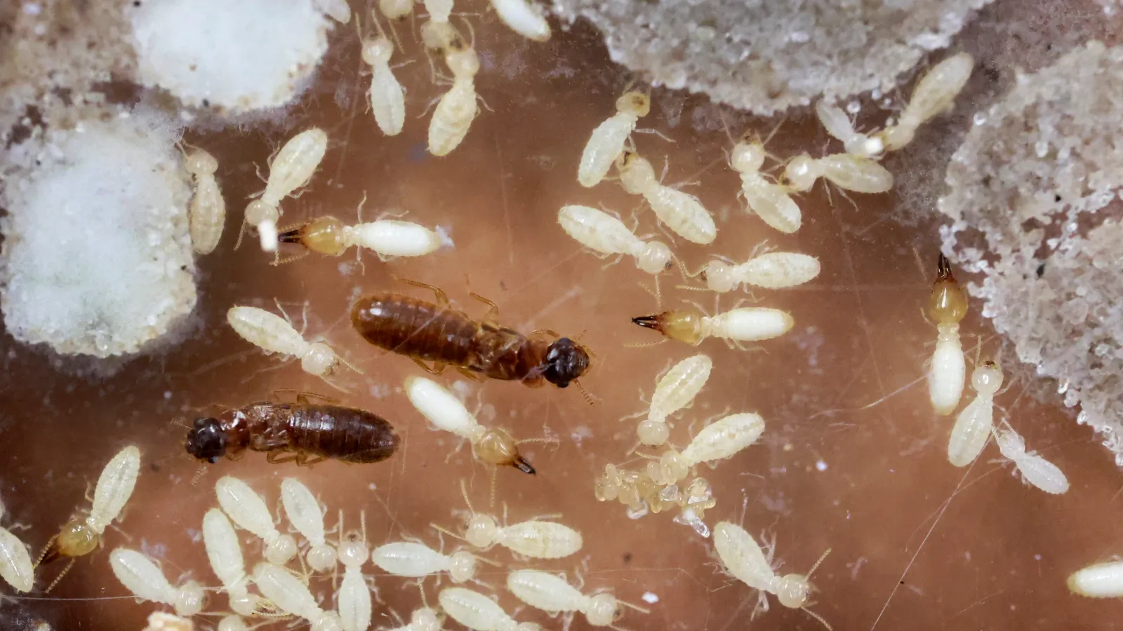 What Do Baby Termites Look Like - Safe Pest Sol